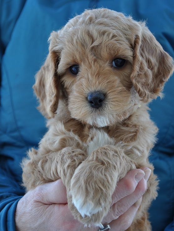 Meet Our Dogs | Labradoodles of the North