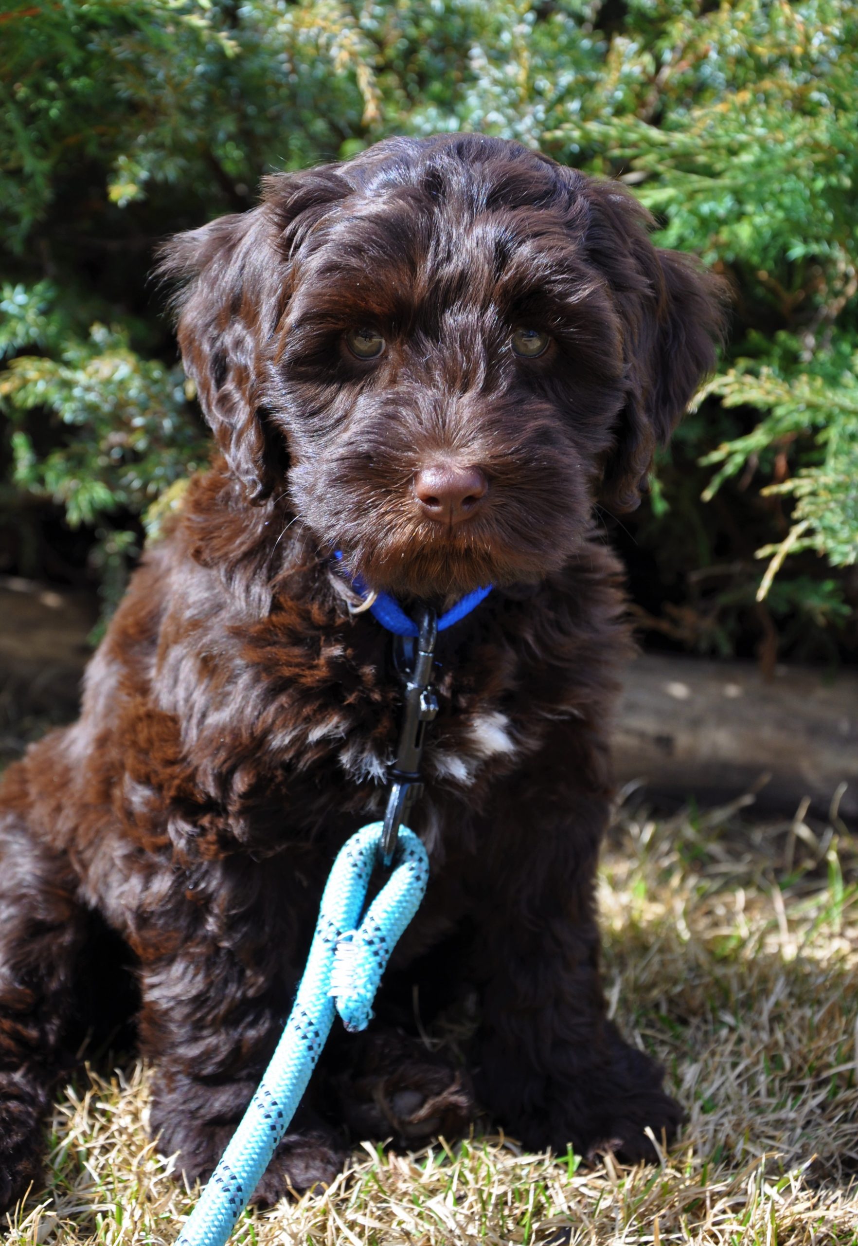 Meet Our Dogs | Labradoodles of the North
